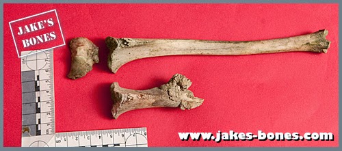Strange bones: the broken roe deer tibia : Jake's Bones
