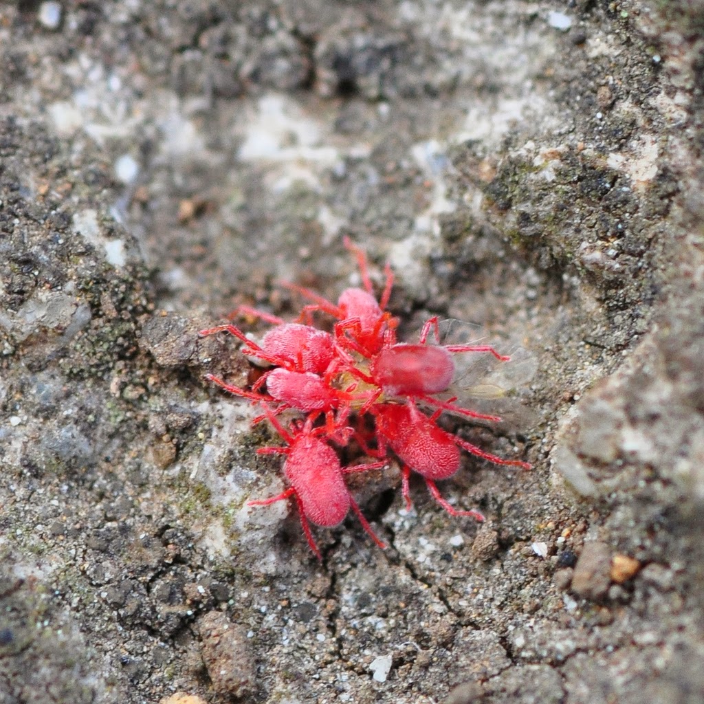 Variety of Life: Balaustiinae