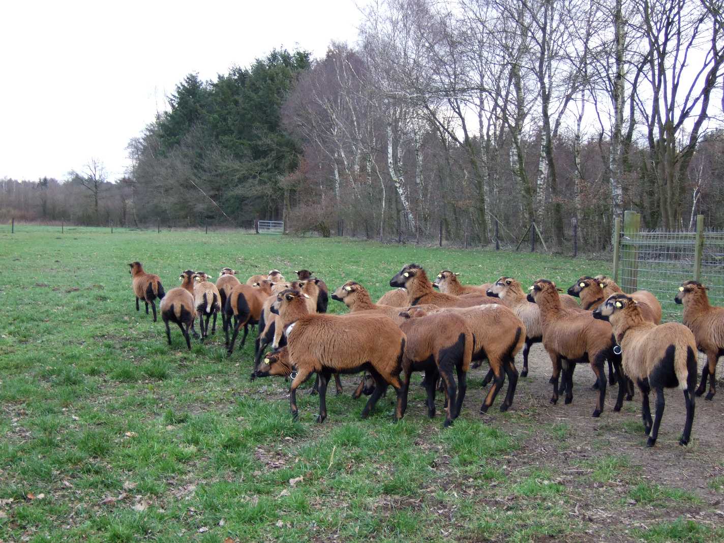 IMPORT ANIMALE REP.MOLDOVA SI ALTE OFERTE: OFERTA DE OI DE CARNE