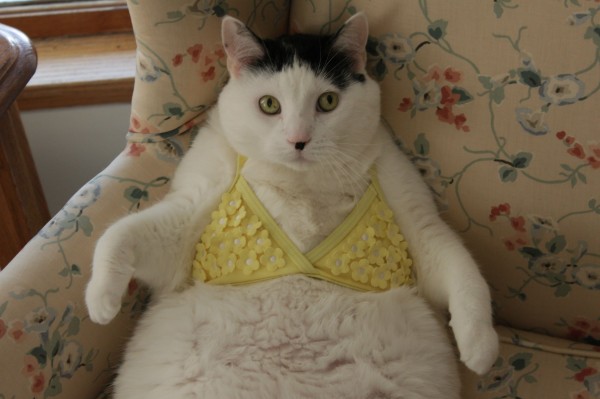 Cats who Look Like Hitler