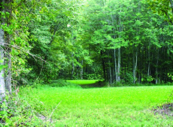Whitetail Institute: Food Plot Location and Design Planning Food Plot ...