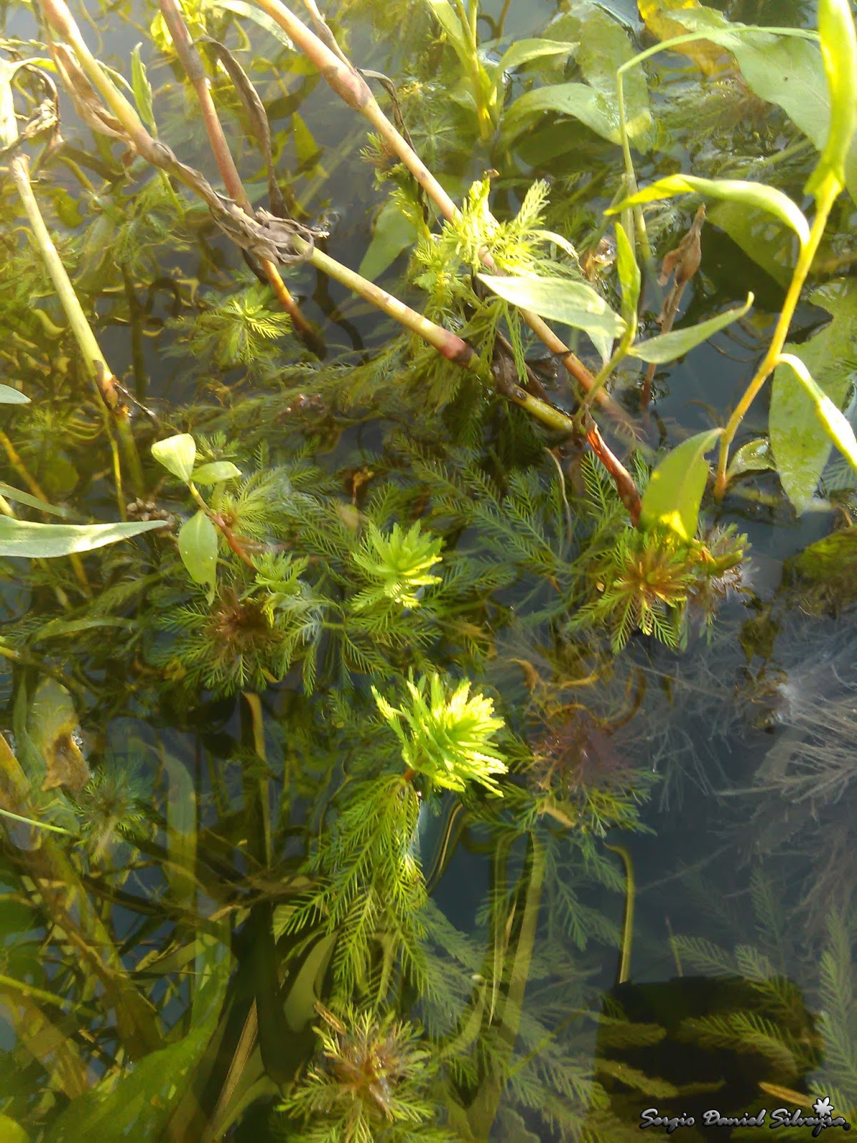 Flora Nativa de Entre Rios