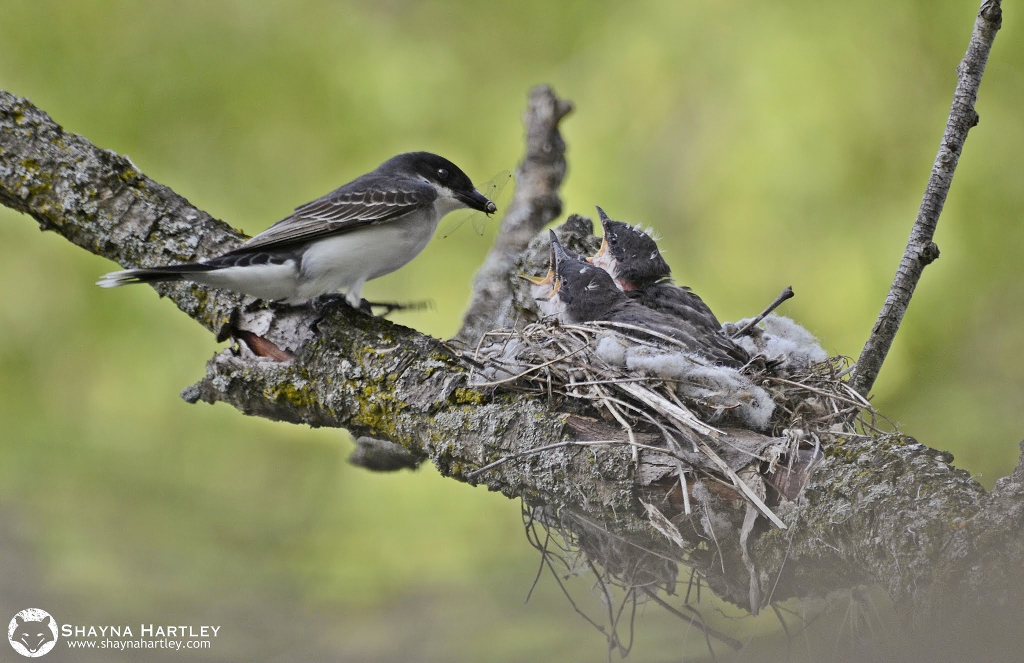 Life Without Bugs is Life Without Birds: How Pesticides Affect Birds ...
