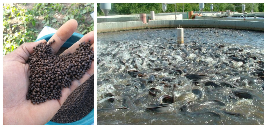 Amisy Fish Feed Machinery: Catfish Feed Production Formulation & Process