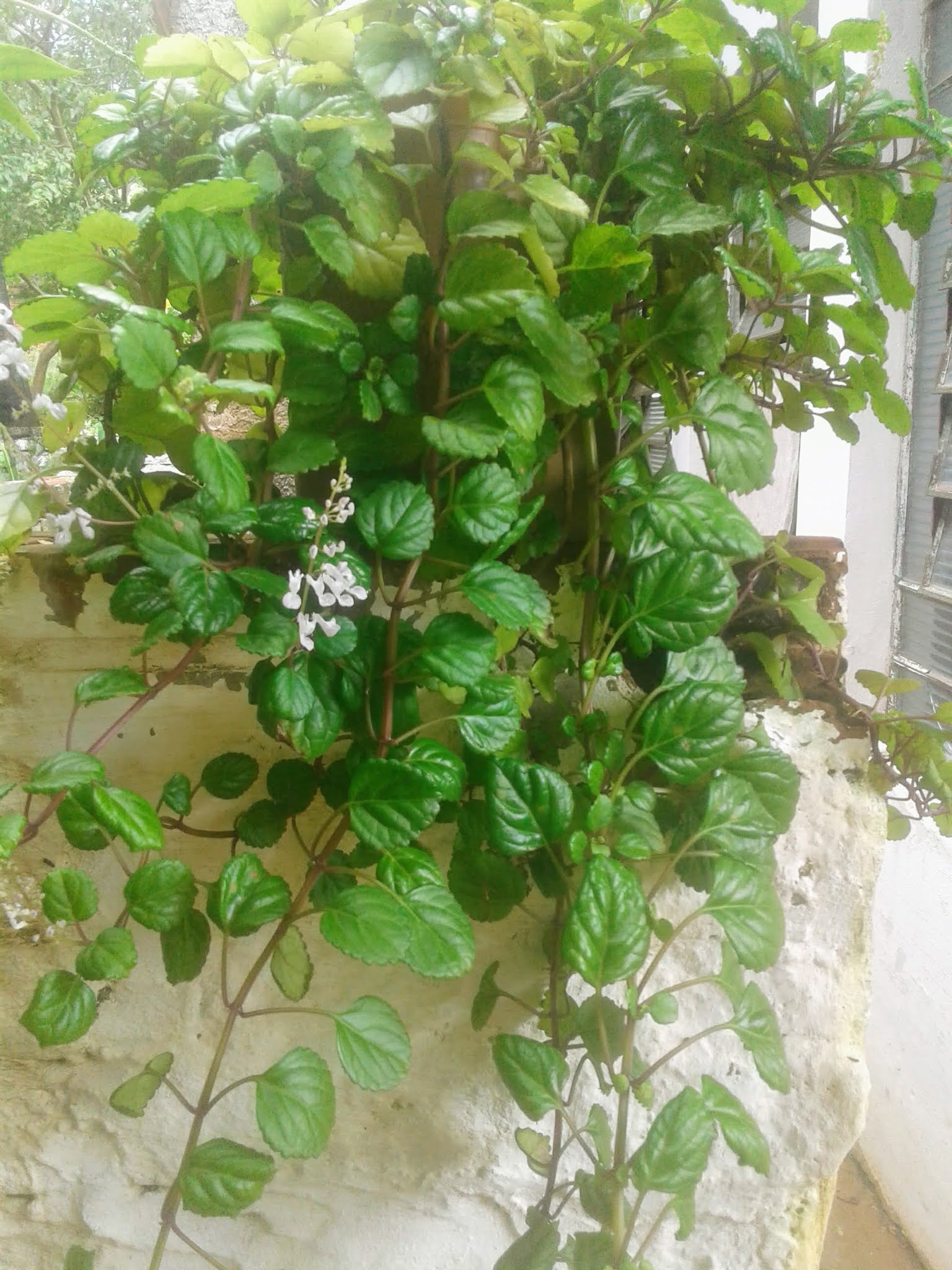 JardinagemHorganica: Conhecendo a planta dólar