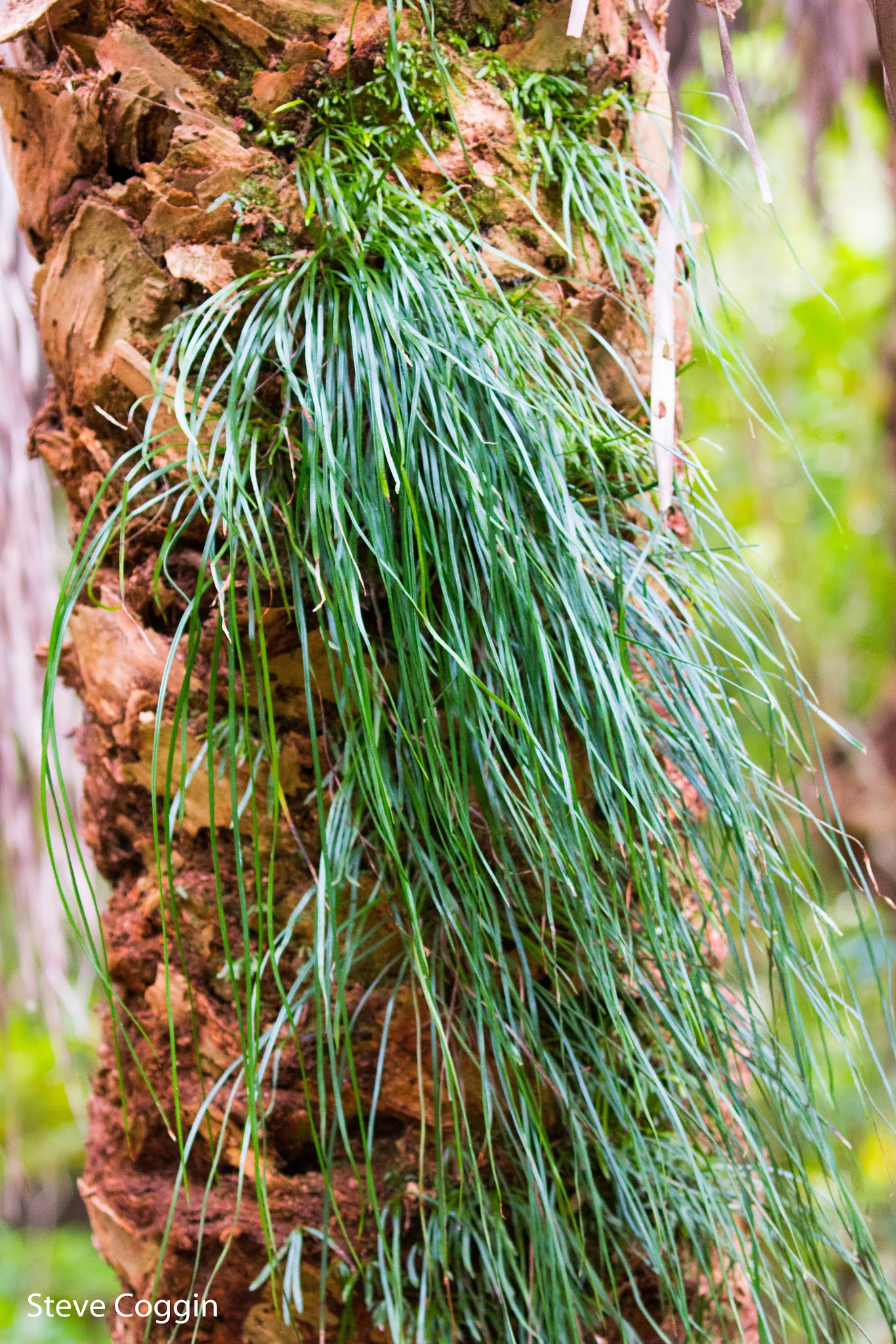 The Incompleat Naturalist: Ferns and Fiddleheads