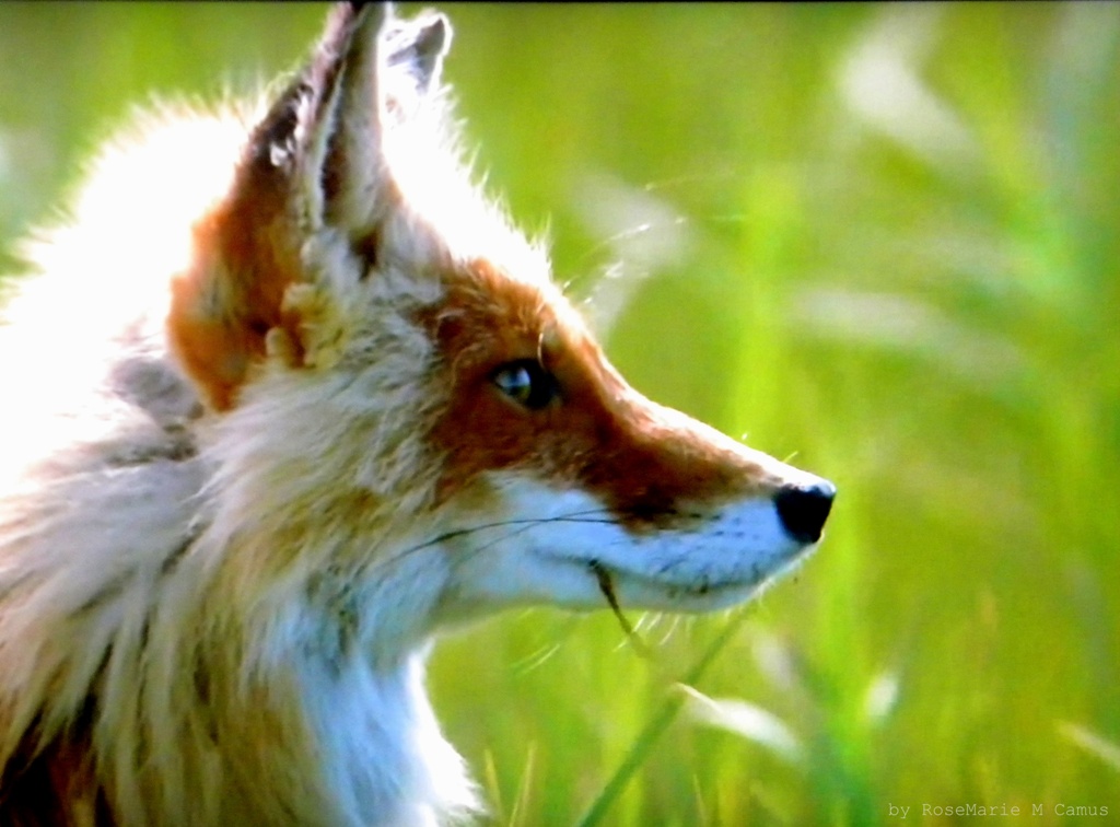 POESÍA Y TRANSICIONES: FOTO SOBRE FOTO, ZORRO...