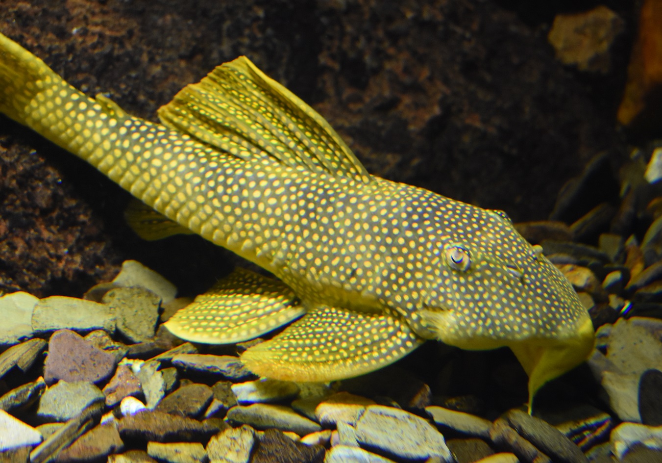 ZOOTOGRAFIANDO (6.096 ANIMALS): PLECOSTOMUS SOL / SUNSHINE PLECO ...