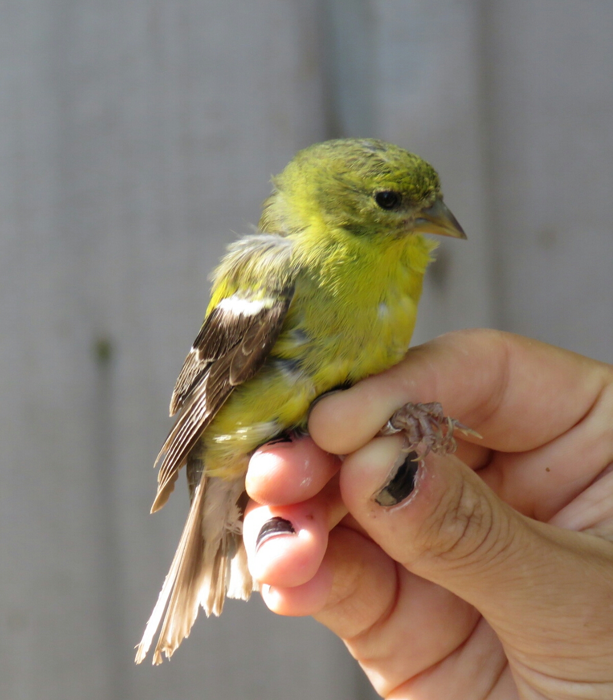 Bird & Travel Photos, Birding Sites, Bird Information: BANDED BREEDING ...