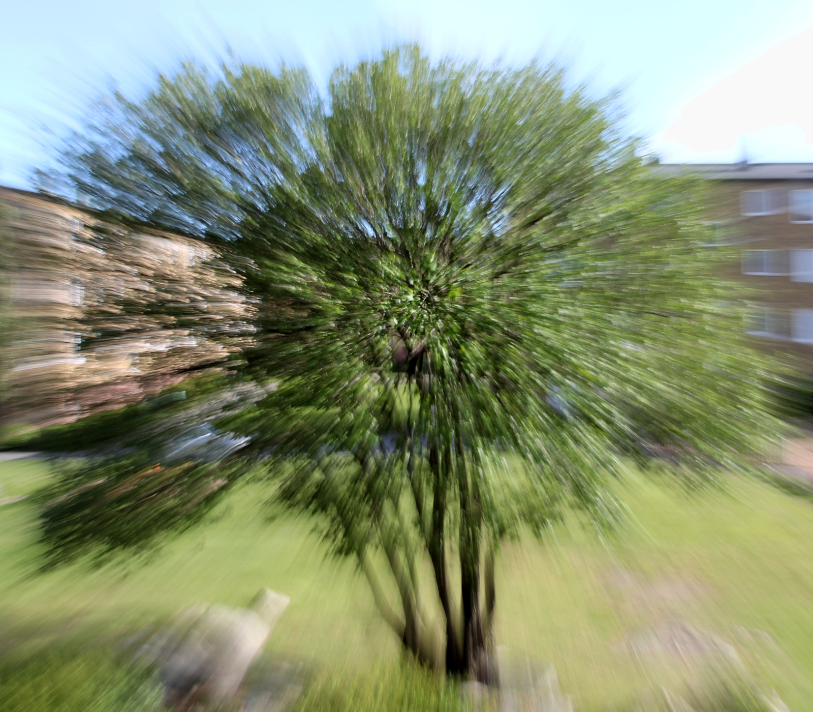 Click! Snap! Shot!: Zoom Photography - Tree