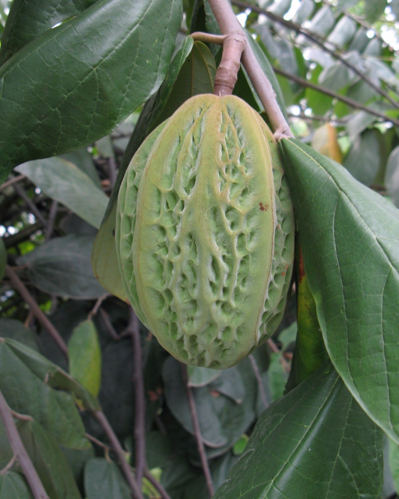 El Cacao y el Pataste...