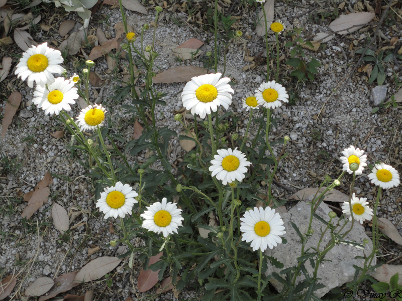 Musafir hoon yaro: Flowers in Lansdowne