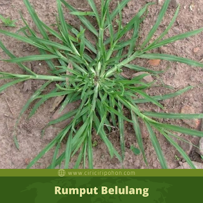 60+ Pohon Gulma atau Rumput Liar (Lengkap dengan Nama dan Gambar ...