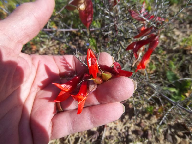 Eco Footprint ~ South Africa: Cancer Bush - Sunderlandia frutescens