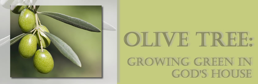 Olive Tree: Growing Green in God's House: The Ministry of Small Things ...