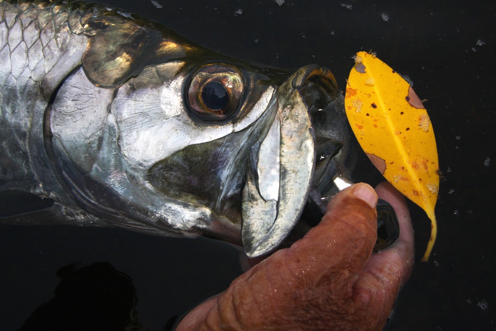 Fly Paper: The Eye of the Tarpon