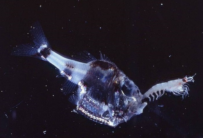 Marine Hatchetfish - Fishes World - HD Images & Free Photos