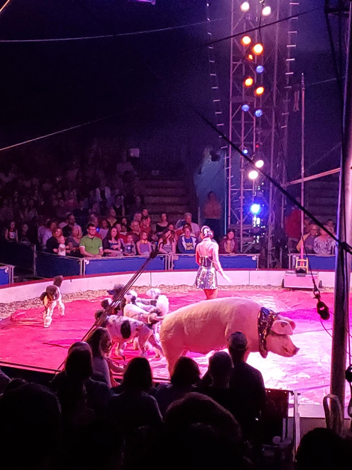 Play St. Louis: Circus Flora, St. Louis City