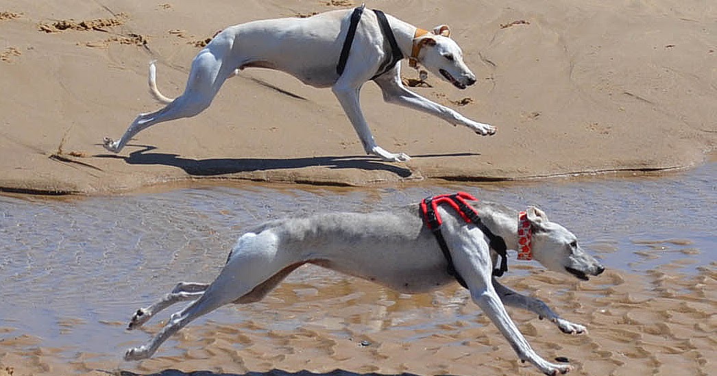 fixed1t Simple Wildlife Movies And DSLR Photos: My Flying Greyhound ...