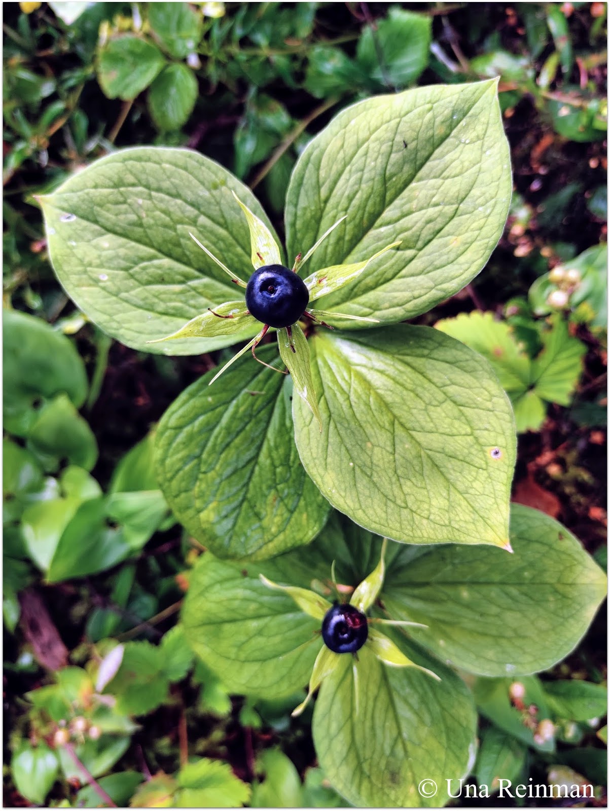 Hallatar : Mökillä