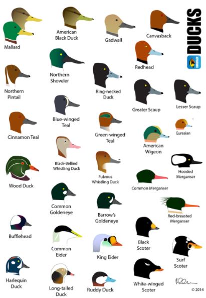 Prairie Rapids Audubon: Duck Facial ID Help