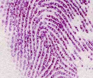 Forensic Research: Finger Print Analysis