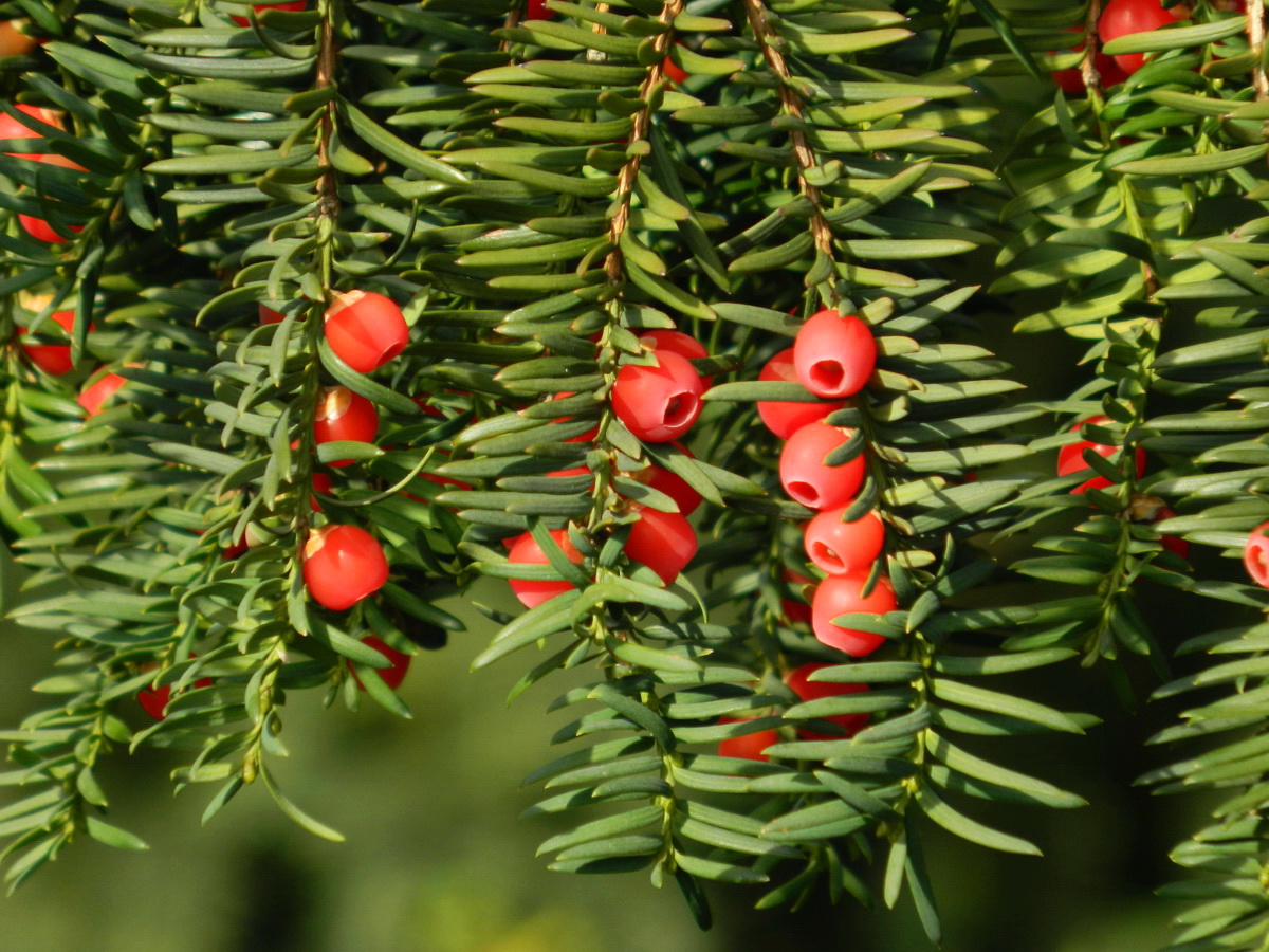 LA MULTI ANI, ROMANIA!: Conifere cu fructe rosii