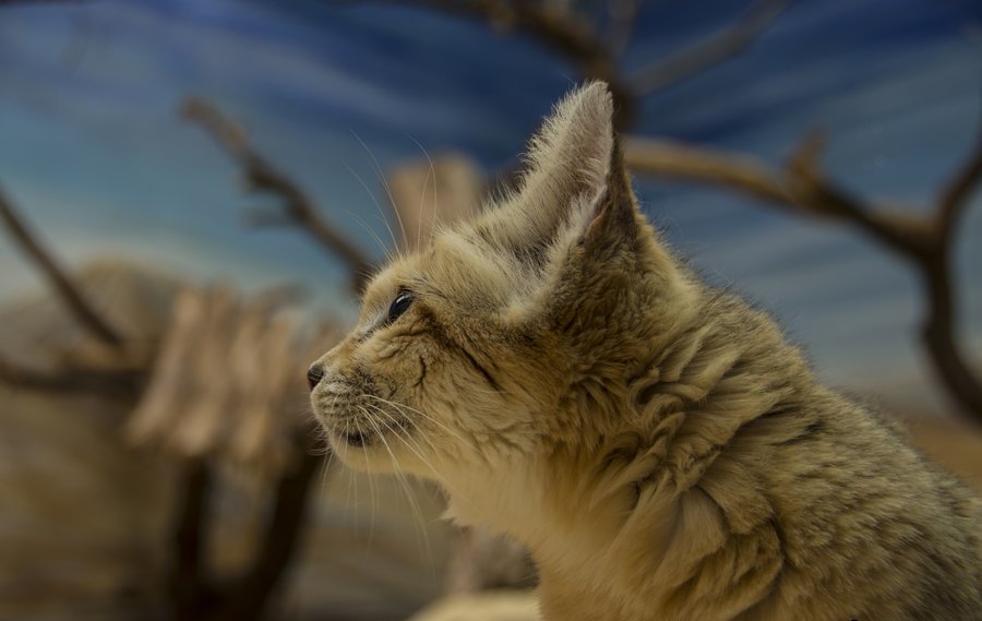 SAND CAT photos - wallpapers (ανανεωμένο) | the fun bank