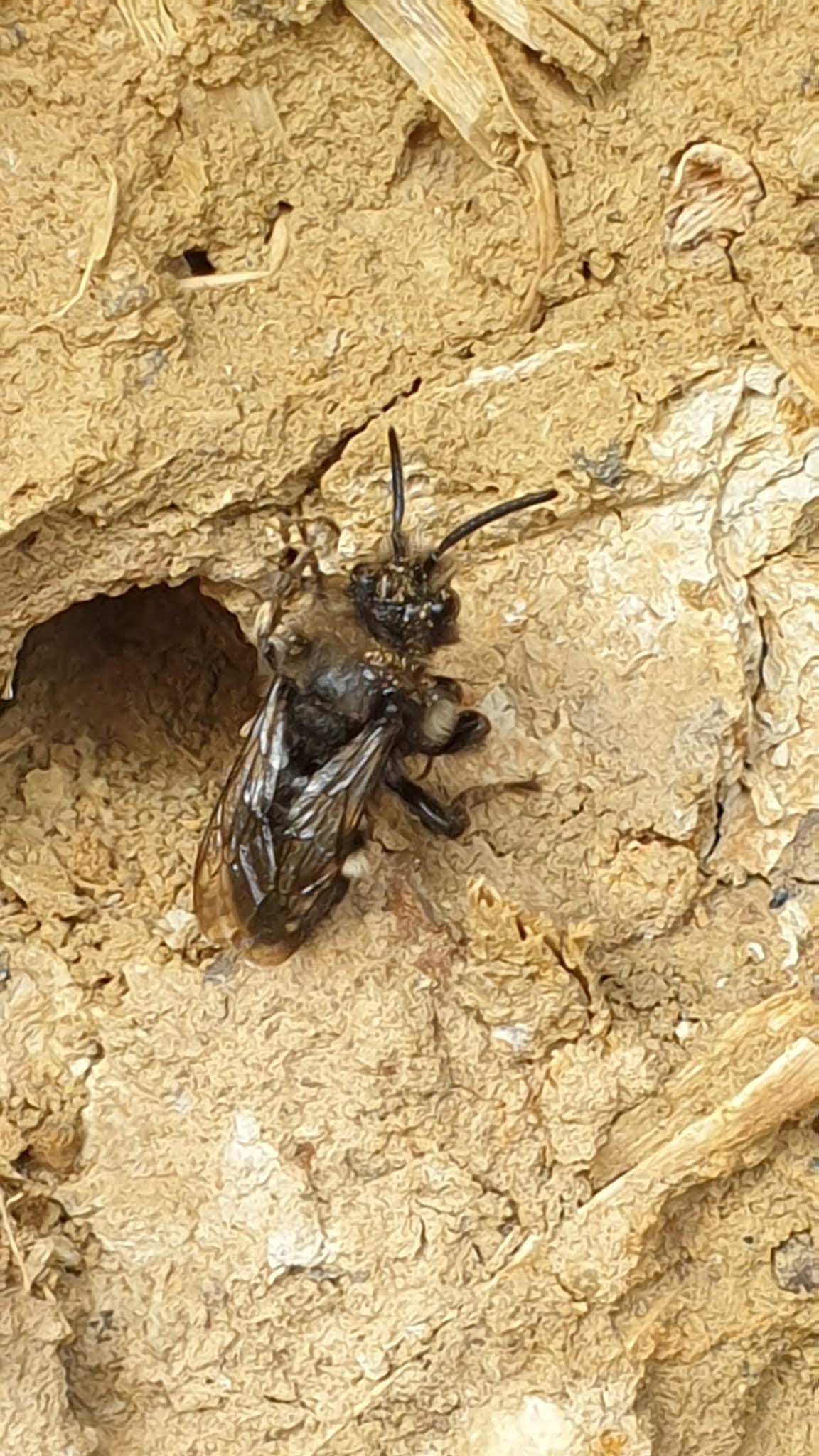 Freshwinds Garden: Burrowing Bees and Ladder Shots