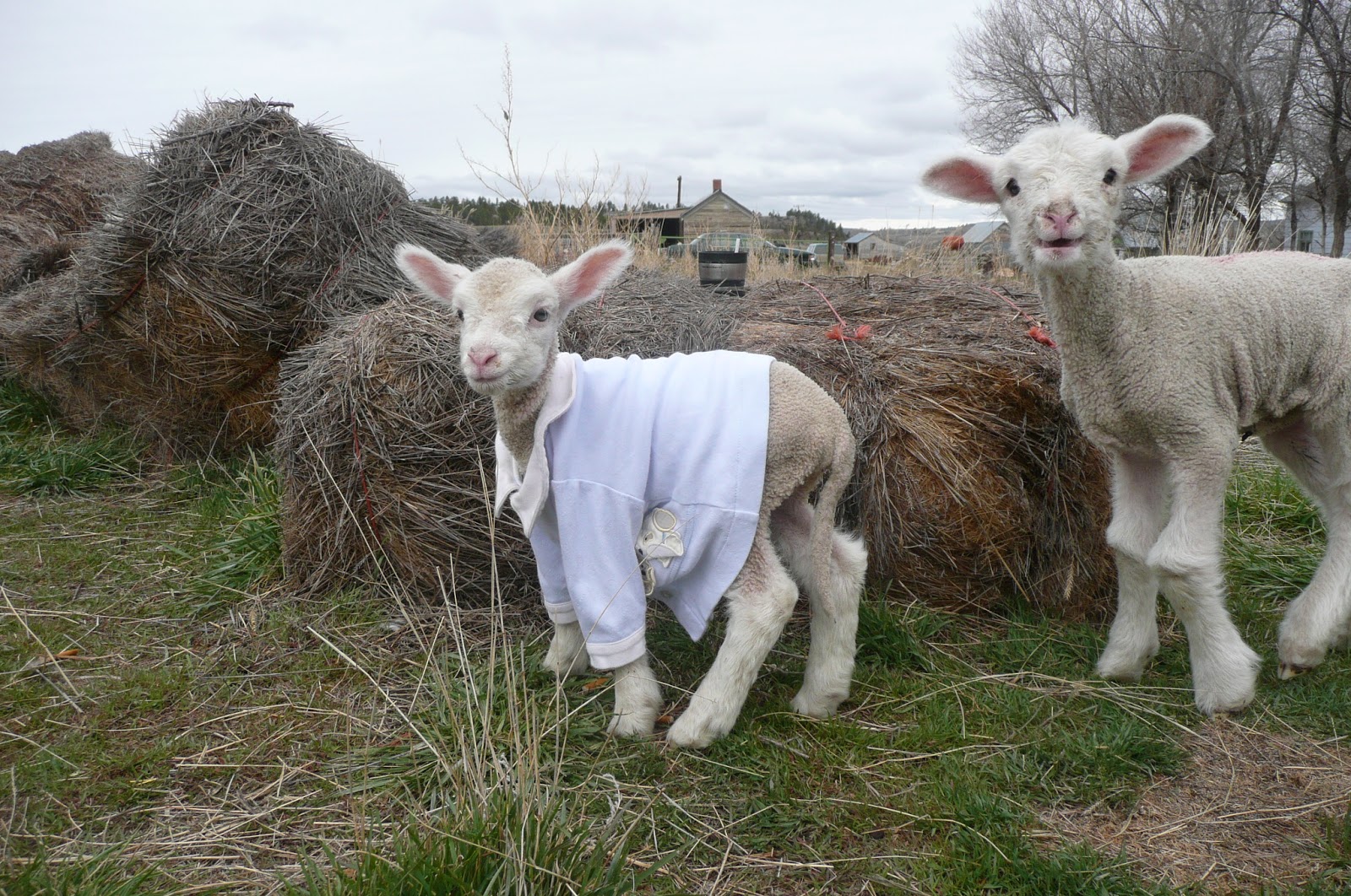 Spinning Sheep Tails