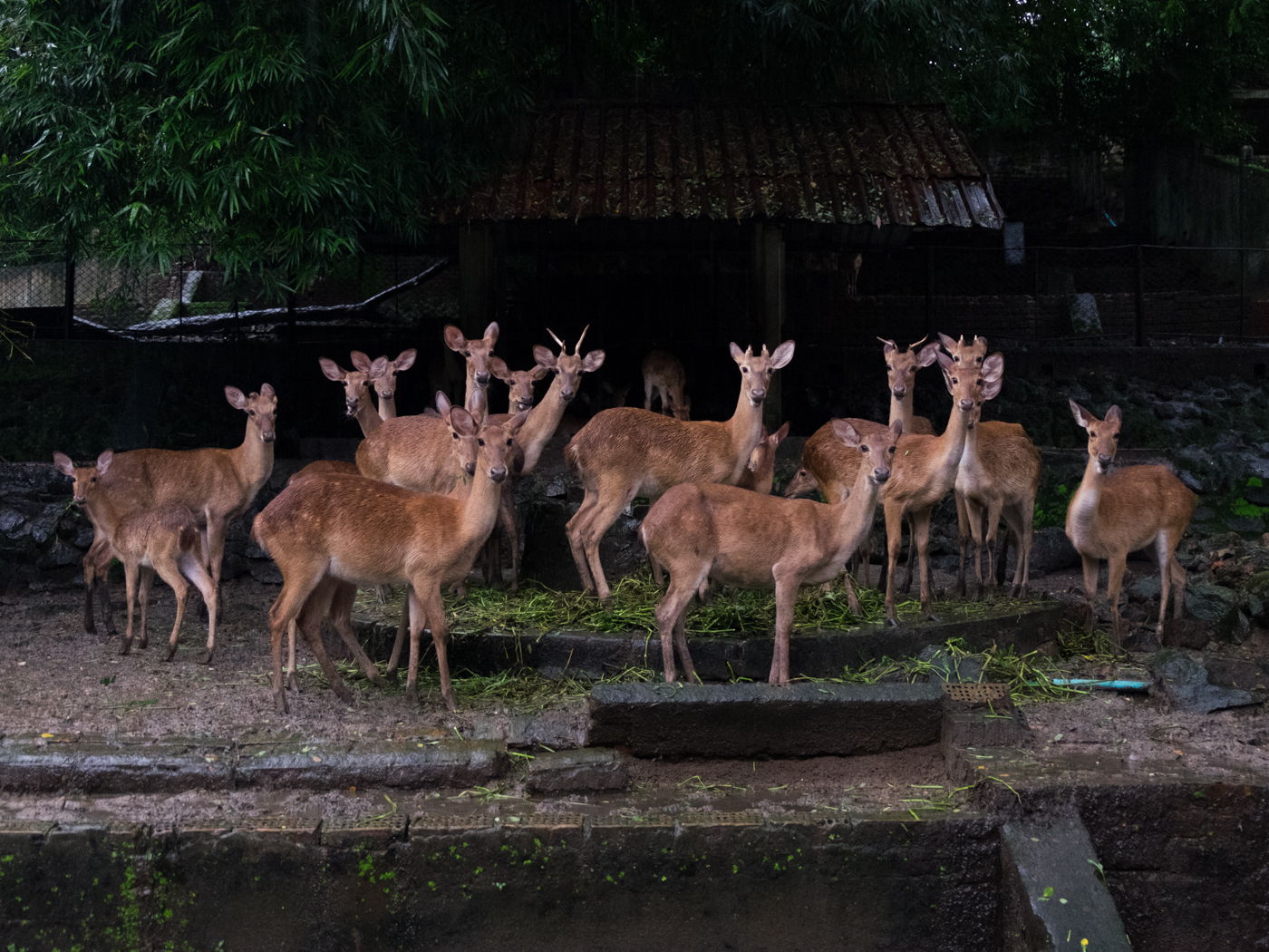 Hello Talalay: A Visit To The Yangon Zoo