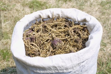 Creators Garden: Seneca Snakeroot