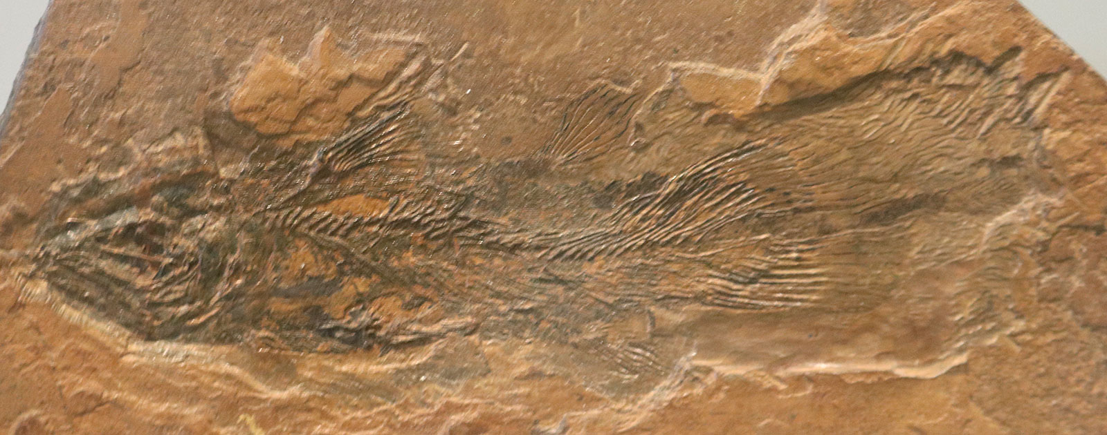 Louisville Fossils and Beyond: Diplurus newarki Coelacanth Fossil