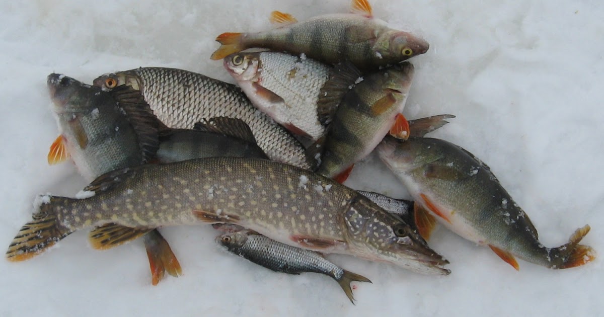 Рыбалка в конце зимнего сезона ~ Зимняя рыбалка