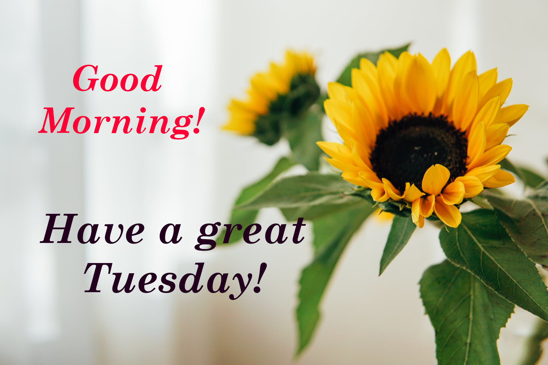 Top 10 Good Morning Happy Tuesday! images Photos , greetings, pictures ...