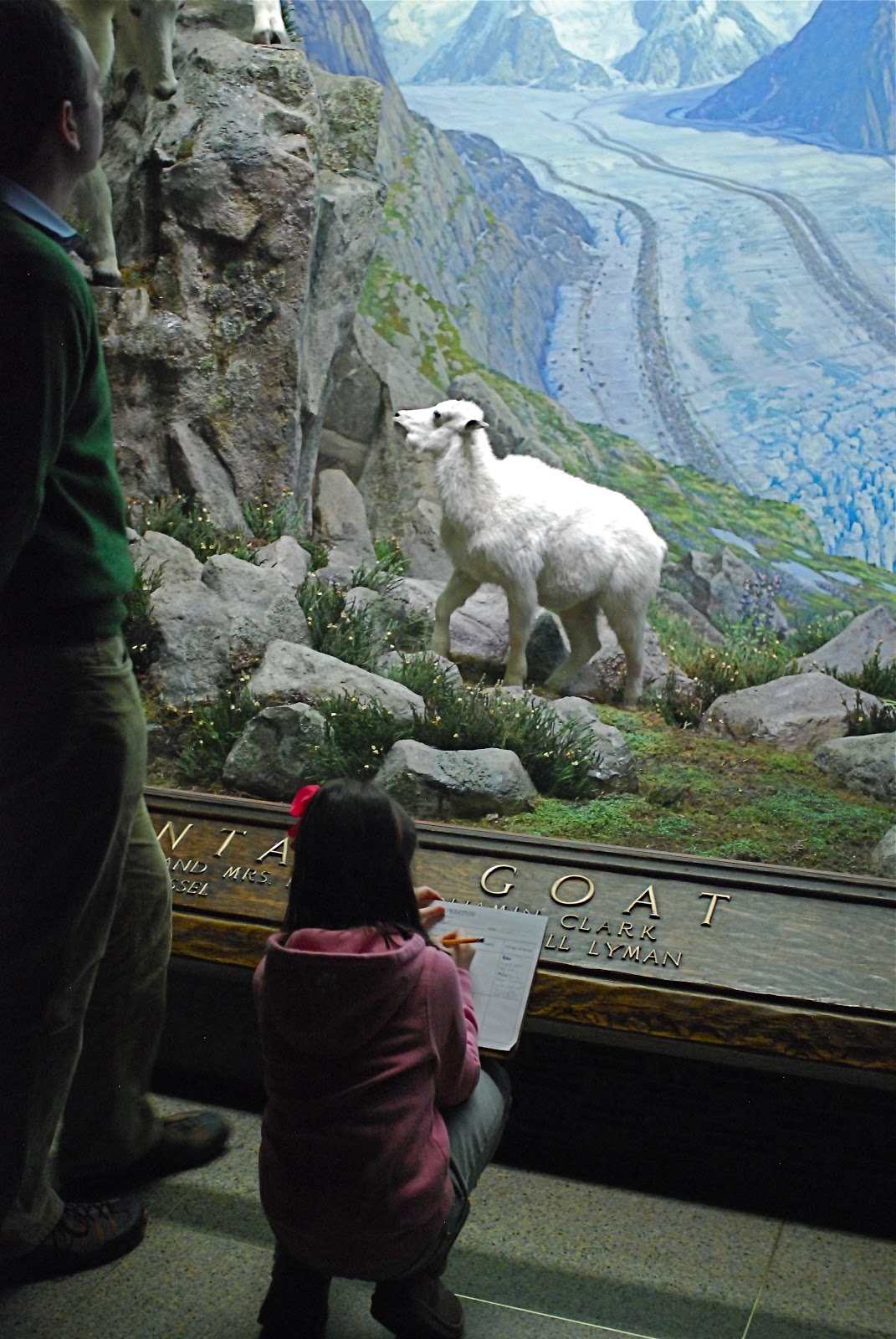 NYC ♥ NYC: Artful Dioramas of North American Mammals at the American ...