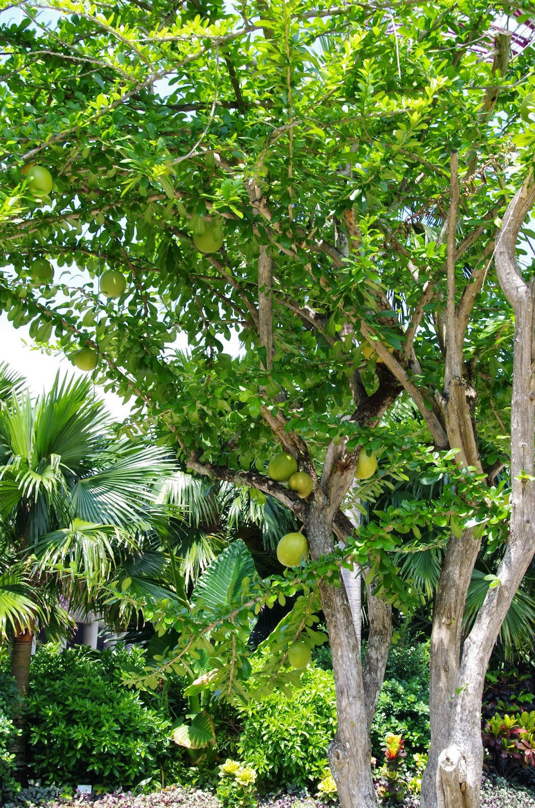 Trees and Plants: Calabash Tree