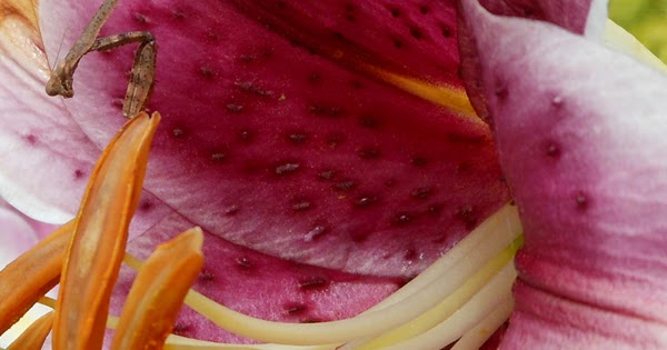 fantasy art and tree chatter of aquariann: Flower Photo: Stargazer Lily ...