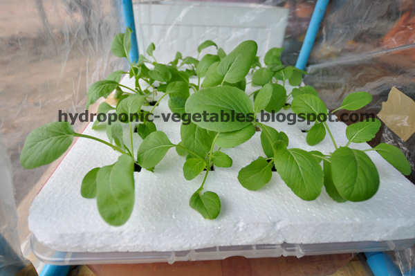 ผักไฮโดรโปนิกส์ hydroponics การปลูกพืชไร้ดิน: ผักไฮโดรโปนิกส์ Root ...