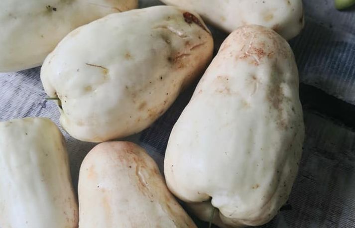 Zaman: JAMBU TETEK RASA MASAM SEDAP DIBUAT JERUK