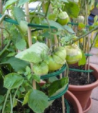 Anim Agro Technology: TANAM LETUP-LETUP DALAM POT