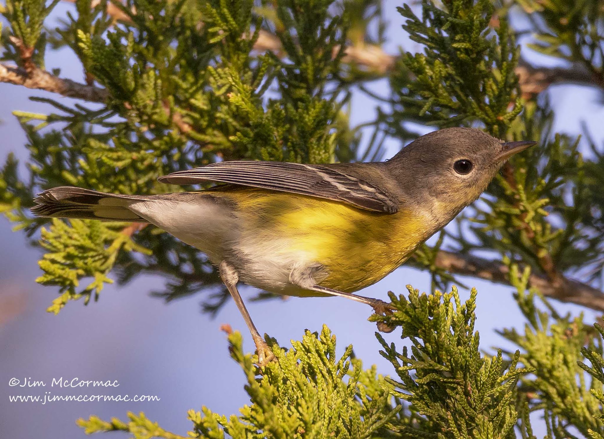Ohio Birds and Biodiversity: A few fall warblers