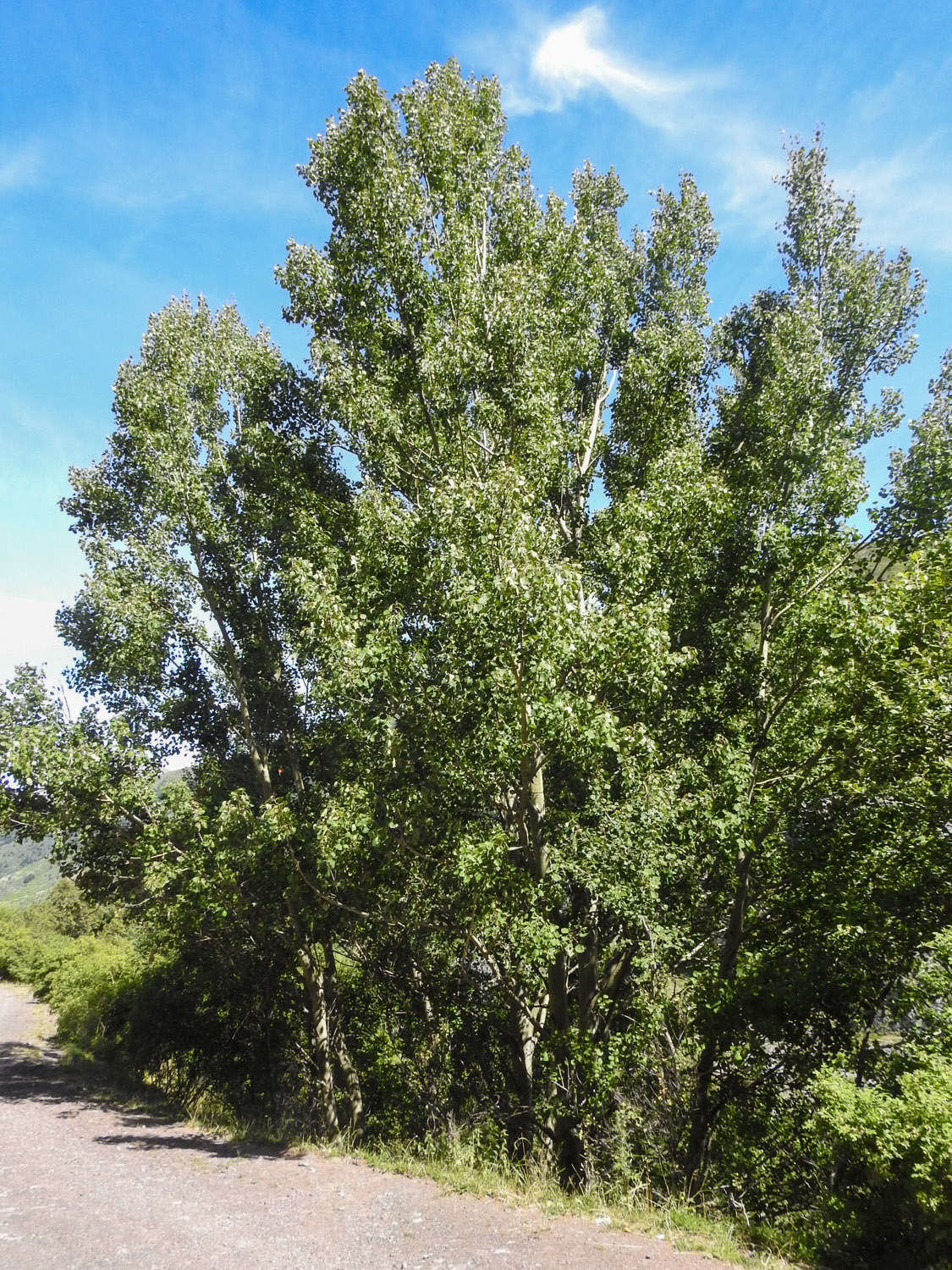 Paseos por la naturaleza: Populus tremula Alamo temblón