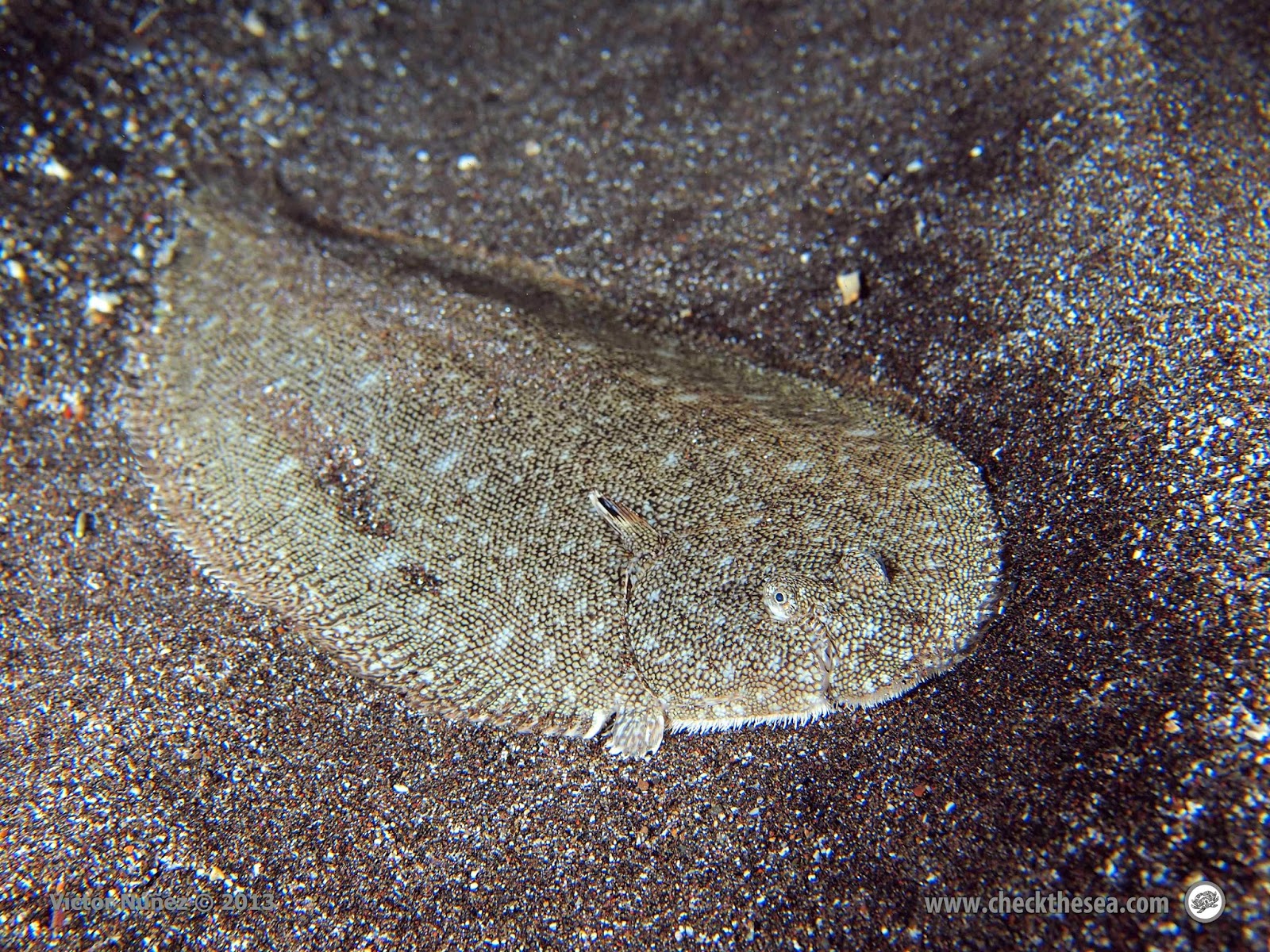 Check the Sea. Web de buceo y fotografía submarina de las Islas ...
