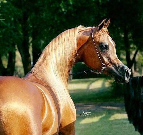 Hijo del Viento: el caballo Árabe.