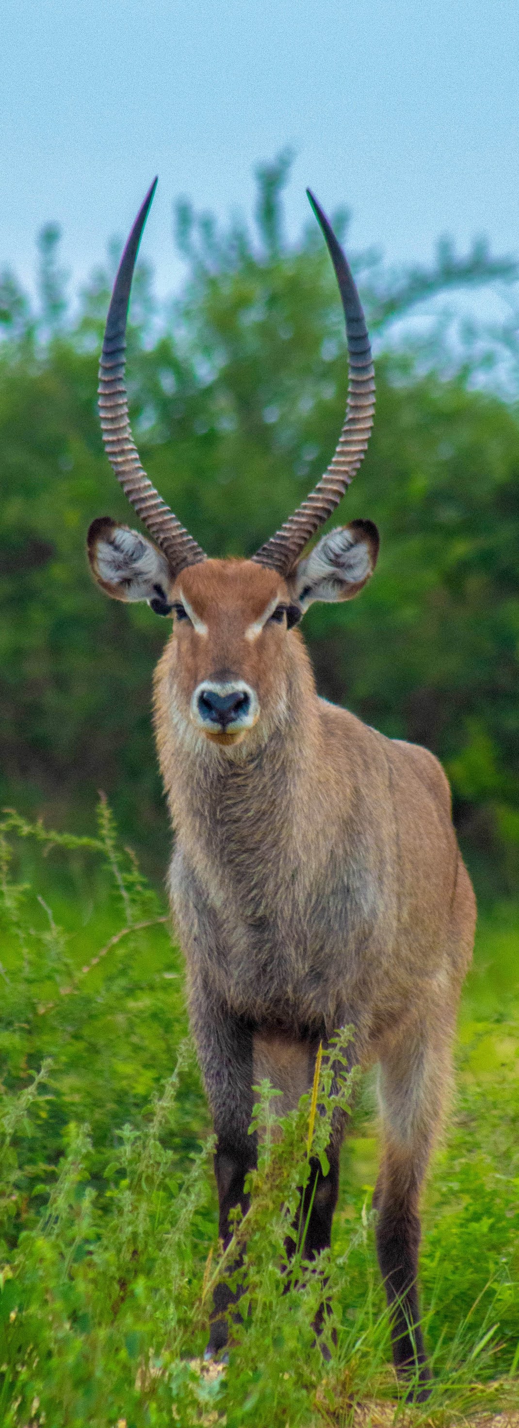 Picture of a waterbuck - About Wild Animals