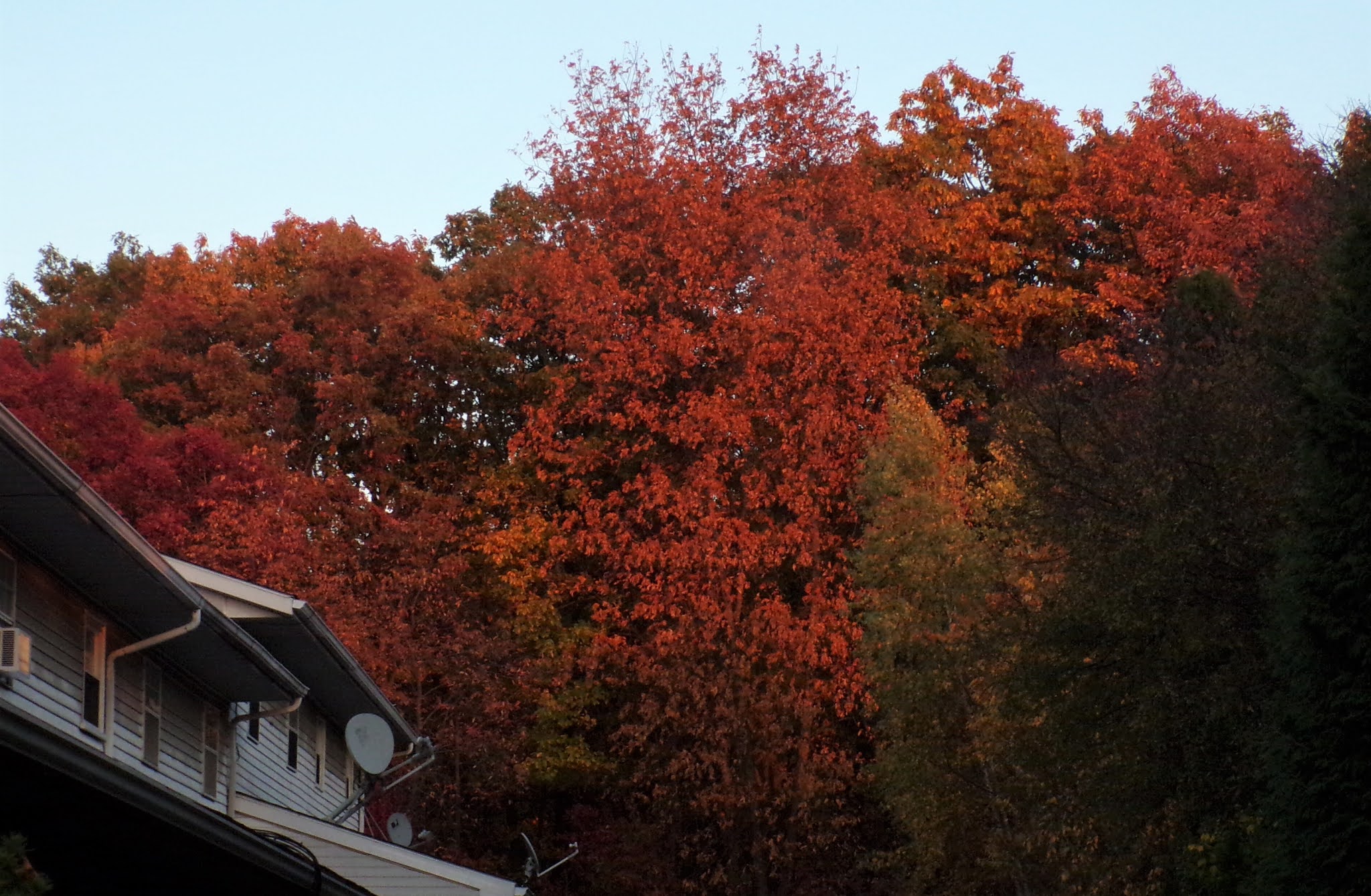 DEBBIE-DABBLE BLOG: Nelson Crest at Halloween, 2020