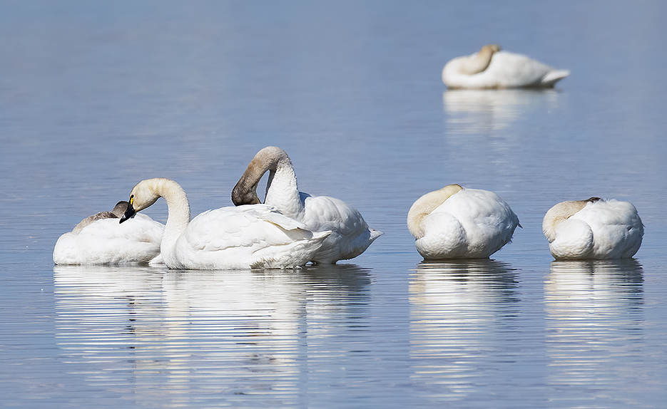 My Big Little World : Tundra Swans Are Showing Up in Northern Utah - I.