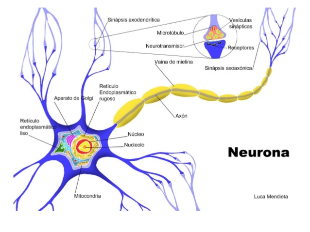 APRENDE y DISFRUTA con las CIENCIAS NATURALES: El Sistema Nervioso: Las ...