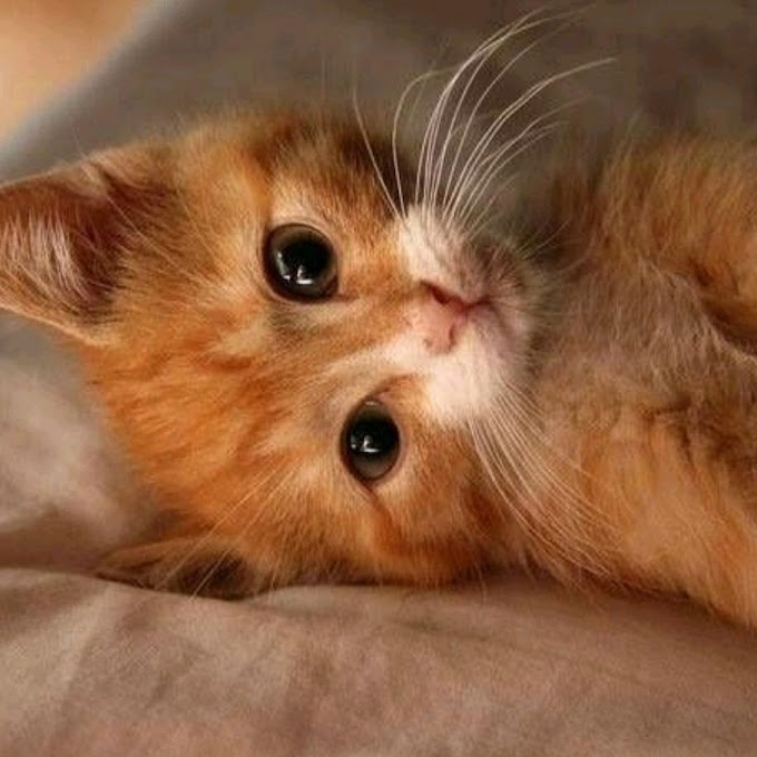 Vantagens de ter um Gato/ Como Cuidar Melhor do seu Pet